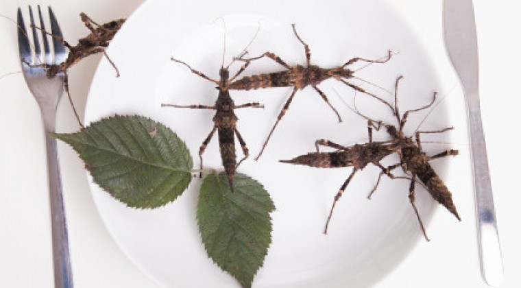 Diario HOY | Europa autoriza el uso del grillo y otros insectos como ...