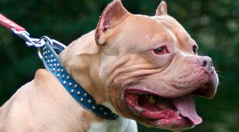 Diario HOY | Pitbull atacó y destrozó parte de la cara de sexagenario