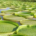 Diario HOY | El "yrupê", remedio para la tos y el asma, aunque escaso y ...