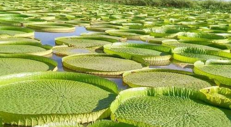 Diario HOY | El "yrupê", remedio para la tos y el asma, aunque escaso y ...