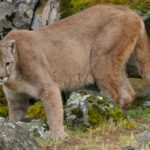 Diario HOY | Buscan a ejemplar de 'jagua pytâ' que anda suelto