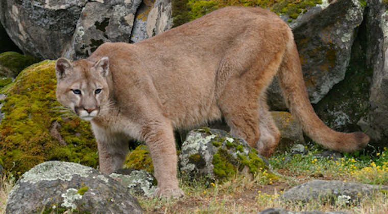 Diario HOY | Buscan a ejemplar de 'jagua pytâ' que anda suelto