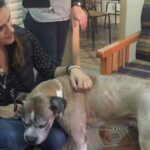 Diario HOY | La historia de Rocco, el perro que vive gracias a Chiquitunga