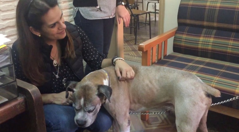 Diario HOY | La historia de Rocco, el perro que vive gracias a Chiquitunga