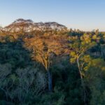 Diario HOY | Un Yvyra Pytâ de 46 metros es el 'Coloso de la Tierra' 2019