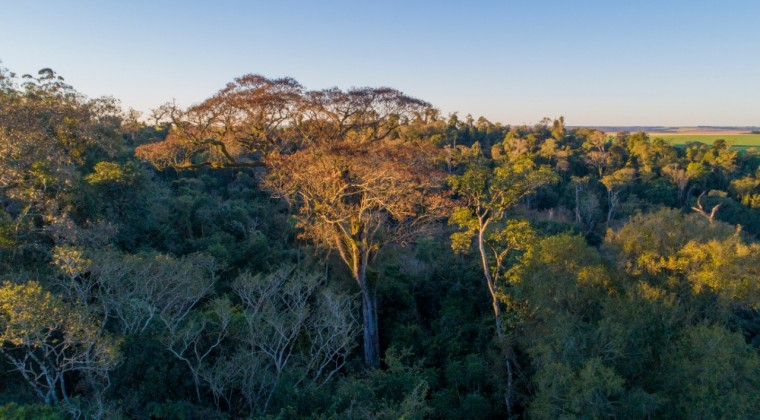 Diario HOY | Un Yvyra Pytâ de 46 metros es el 'Coloso de la Tierra' 2019