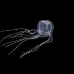 Diario HOY | Descubren una medusa en forma de cubo con 24 ojos en China