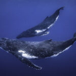 Diario HOY | Extraordinario video muestra una ballena amamantando a su cría