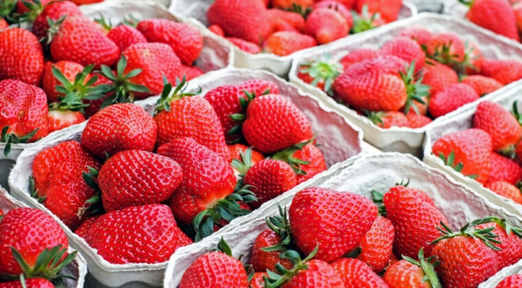 Diario HOY | Consumo de frutilla, una opción saludable para la alimentación