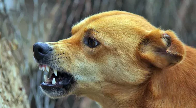 Diario HOY | Mayoría de consultas por mordeduras son de perros