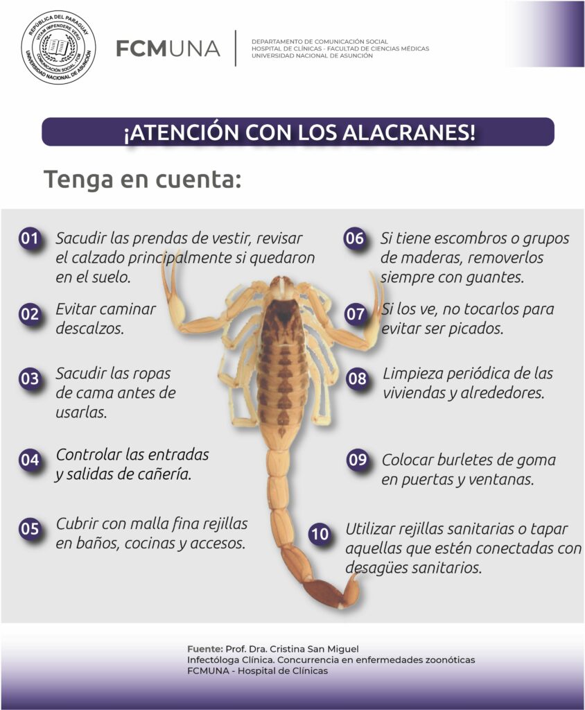 Diario HOY | Alacranes: consejos sobre qué hacer si aparecen en la casa