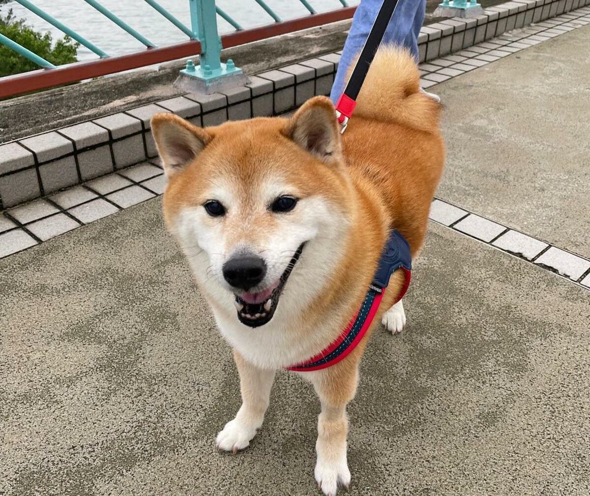 Diario HOY | Muere 'Cheems', el perro de los memes virales