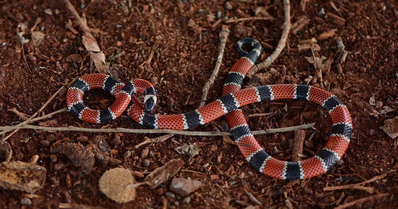Diario HOY | Joven fue mordido por una "mbói chumbé" y está en terapia