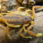 Diario HOY | Instan a que la picadura de un alacrán sea tomada como una ...