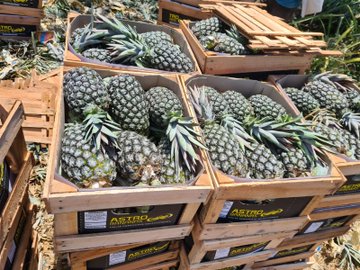 Diario HOY | Unos 200 productores exportarán piña a Argentina