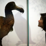 Diario HOY | Inician un proyecto para resucitar al pájaro dodo, extinto ...