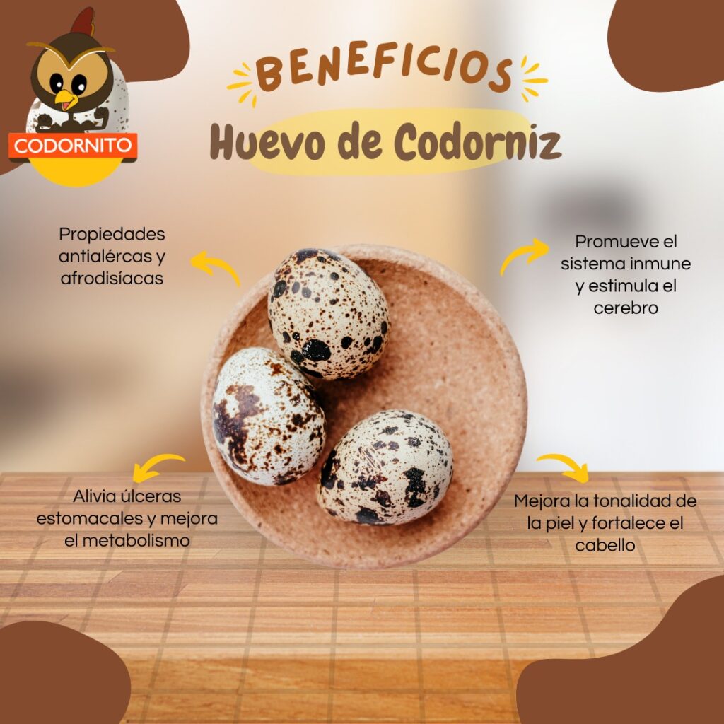Diario HOY | Huevos de codorniz: alimento con alto valor nutricional ...