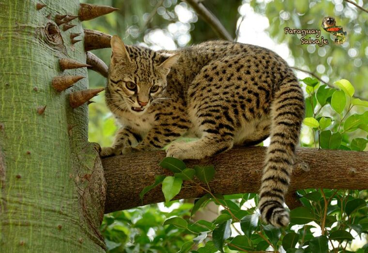 Diario HOY | Tiríka se ganó nuestros corazones