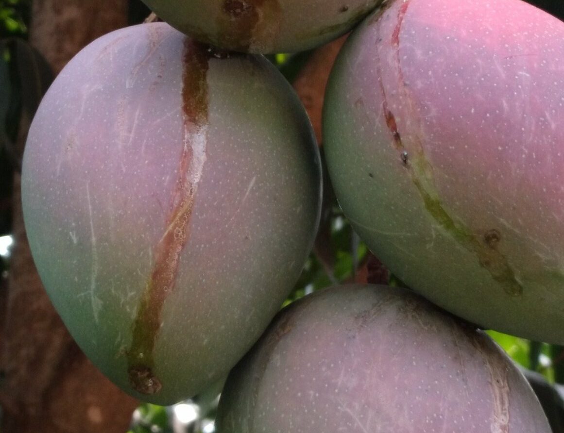 Diario HOY | Tomarán muestras de mangos enfermos y darán recomendaciones