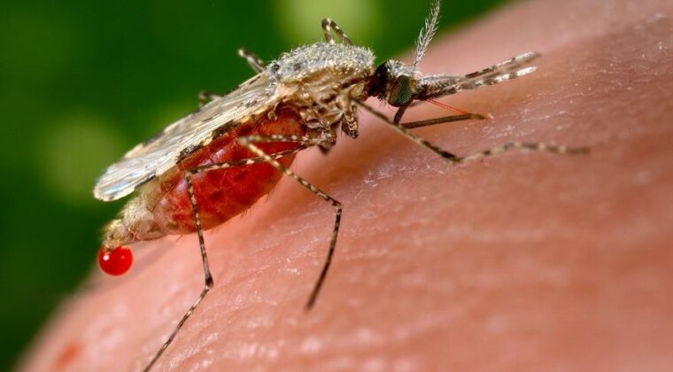 Diario HOY | OMS alerta sobre súper mosquito invasor que propaga malaria