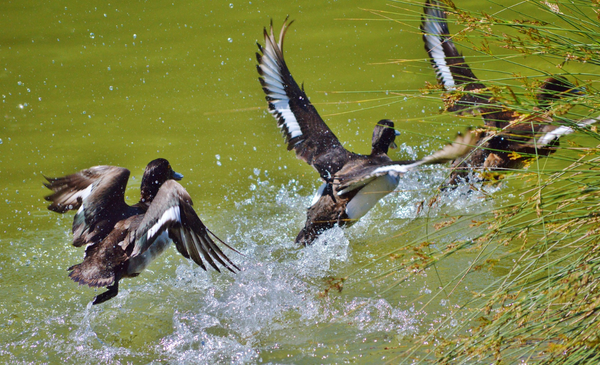 Diario HOY | “Huir a” y “huir de”, diferencias explicadas por la RAE